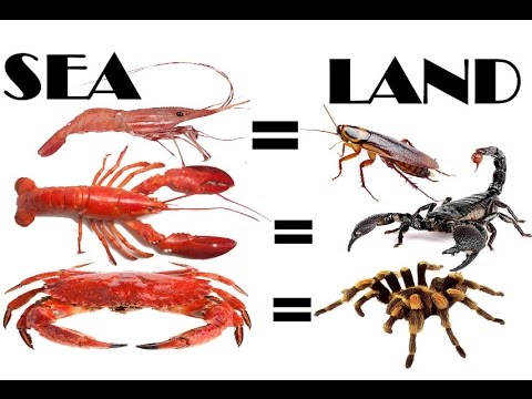 Is lobster in the same family as a cockroach?