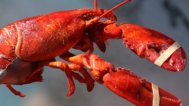 Is lobster more expensive in winter?