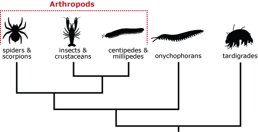 Is lobster part of the spider family?