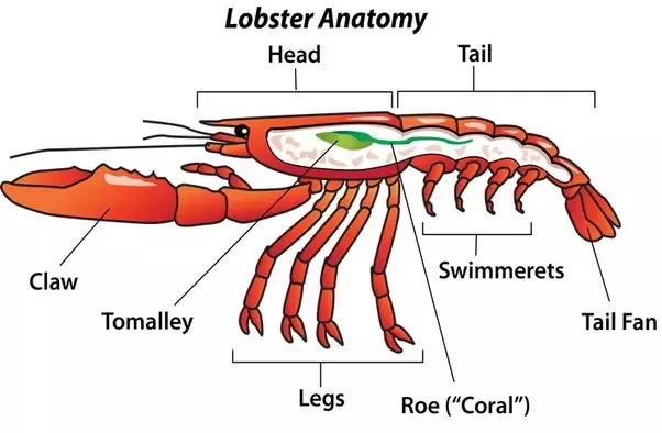 Is lobster roe safe to eat?