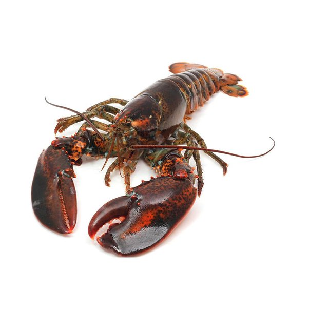 Is lobster supposed to be squishy?