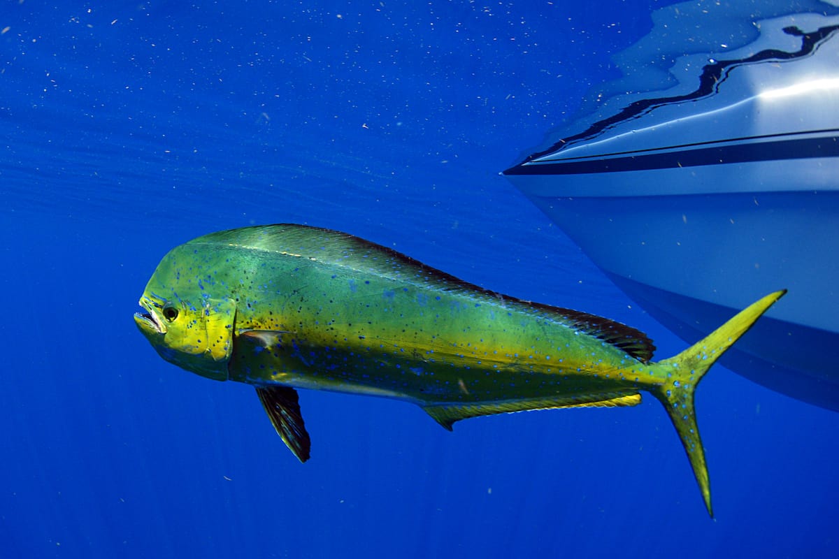 Is Mahi in the tuna family?