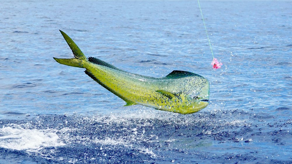 Is mahi mahi a good tasting fish?