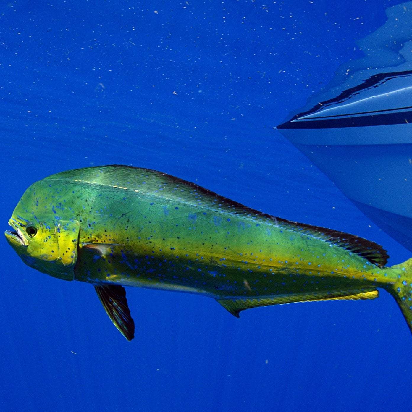 Is mahi mahi a heart healthy fish?