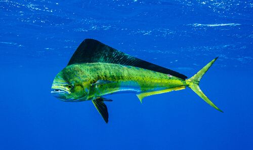 Is mahi-mahi dolphin or shark?