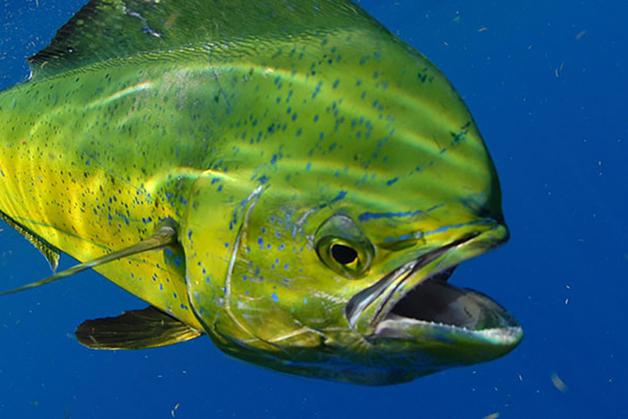 Is Mahi Mahi endangered?