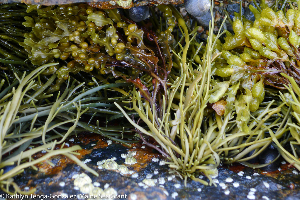 Is Maine seaweed edible?