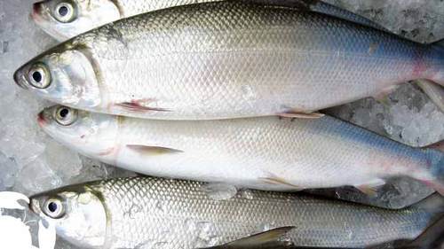 Is milk fish same as hilsa?