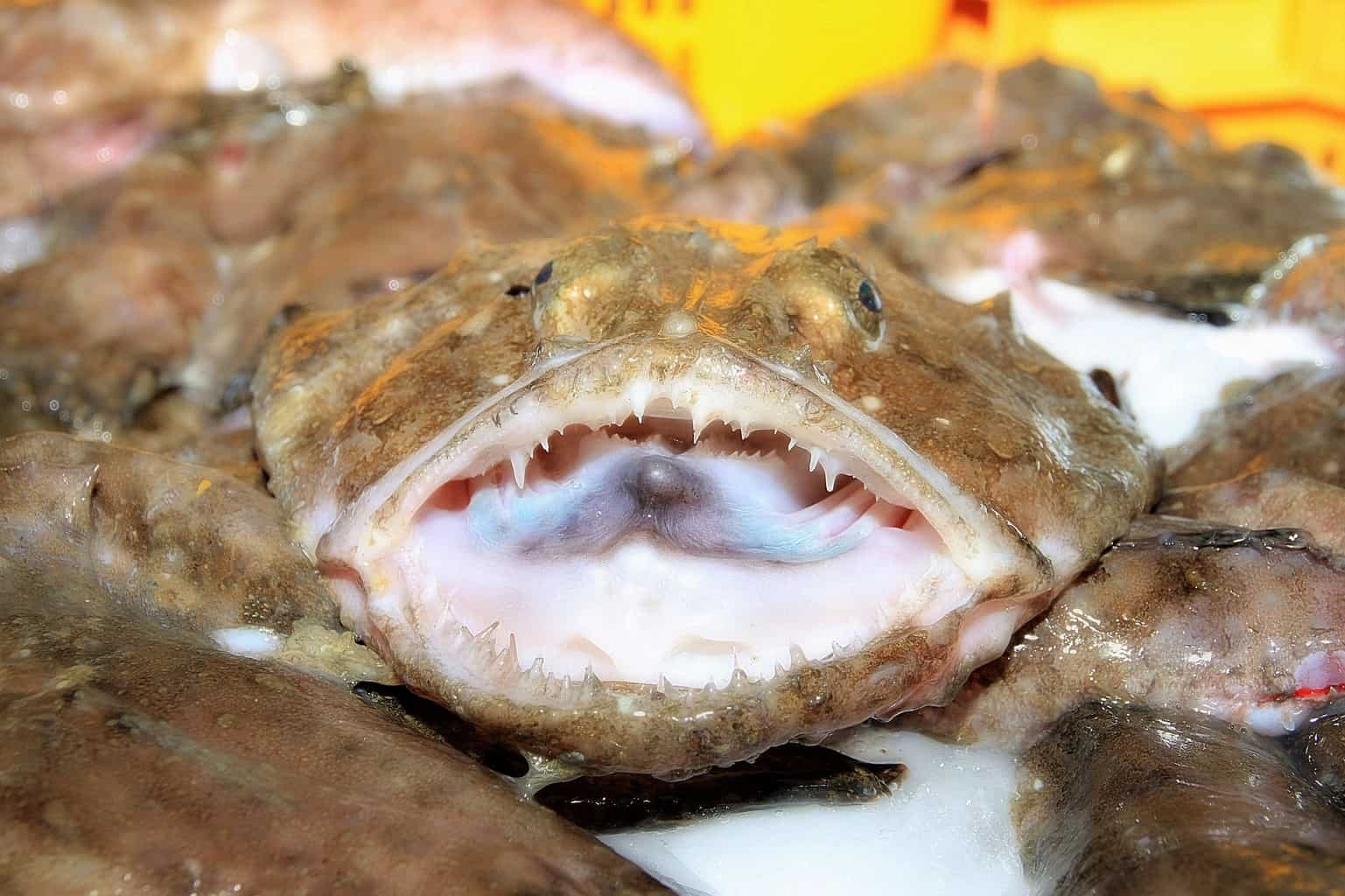 Is monkfish a sustainably managed fishery?