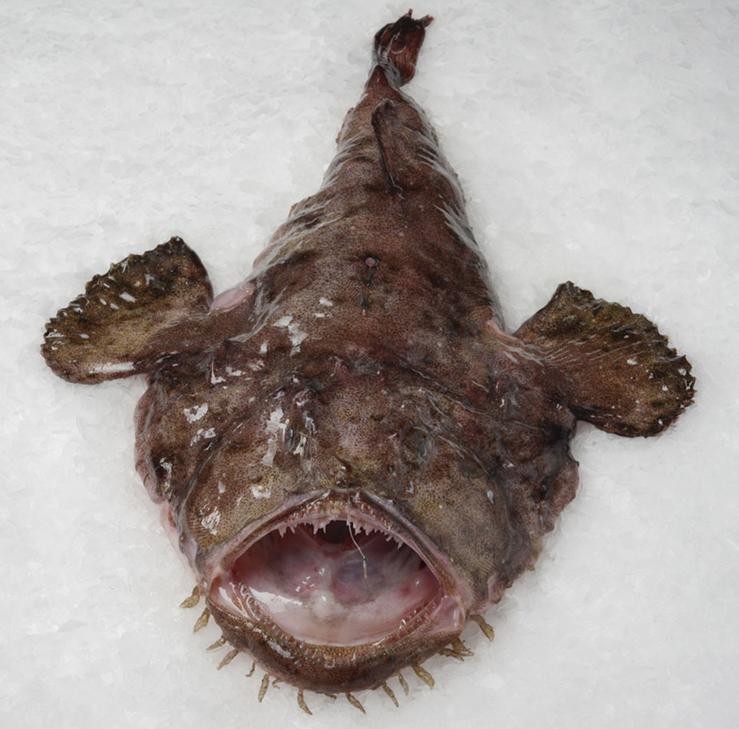 Is monkfish considered shellfish?