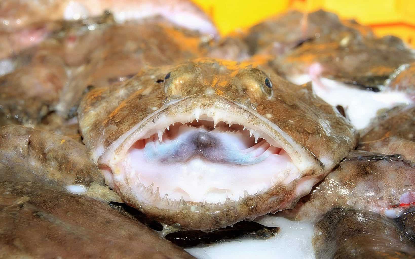 Is monkfish meant to be tough?