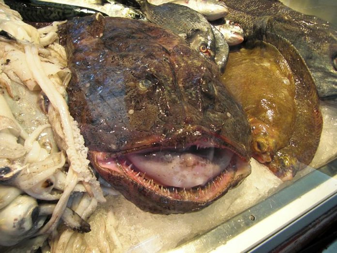 Is monkfish membrane poisonous?