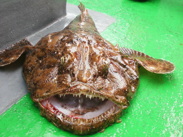 Is monkfish similar to lobster?