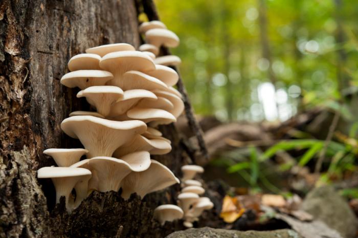 Is mushroom good for autoimmune disease?