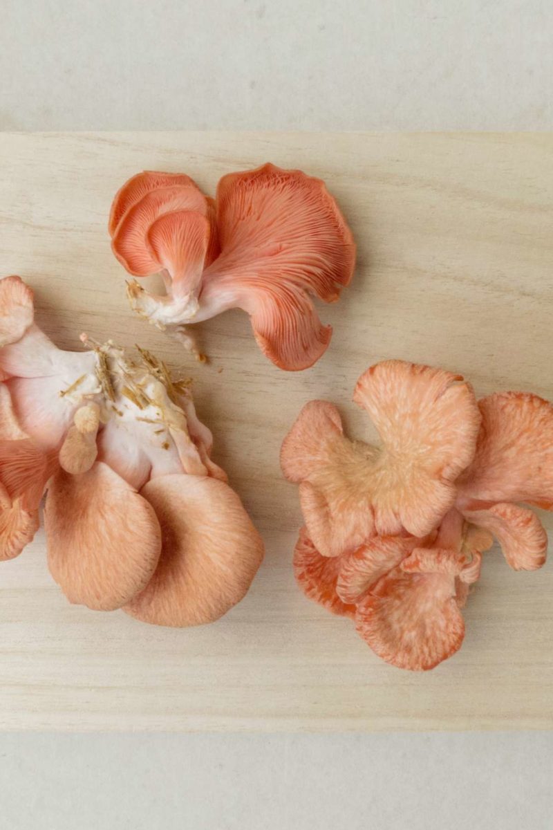 Is mushroom good for brain?