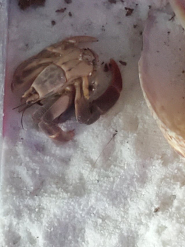 Is my crab dead?