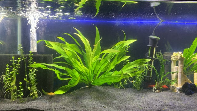 Is my fish filter too big?