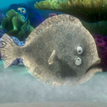 Is Nemo a flounder?