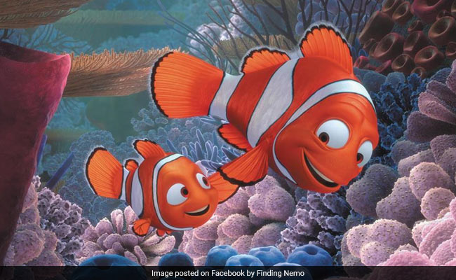 Is Nemo's dad a girl?