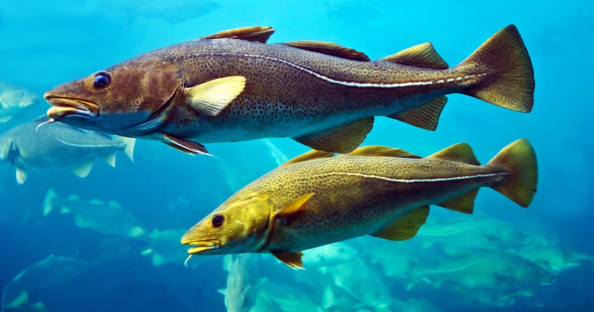 Is North Atlantic cod farmed?