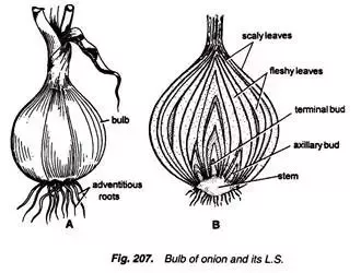 Is onion a leaf or a bulb?