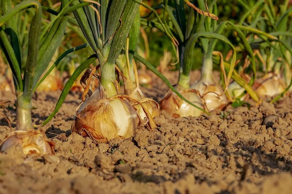 Is onion an underground vegetable?