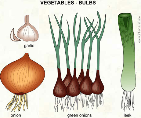 Is onion considered a bulb?