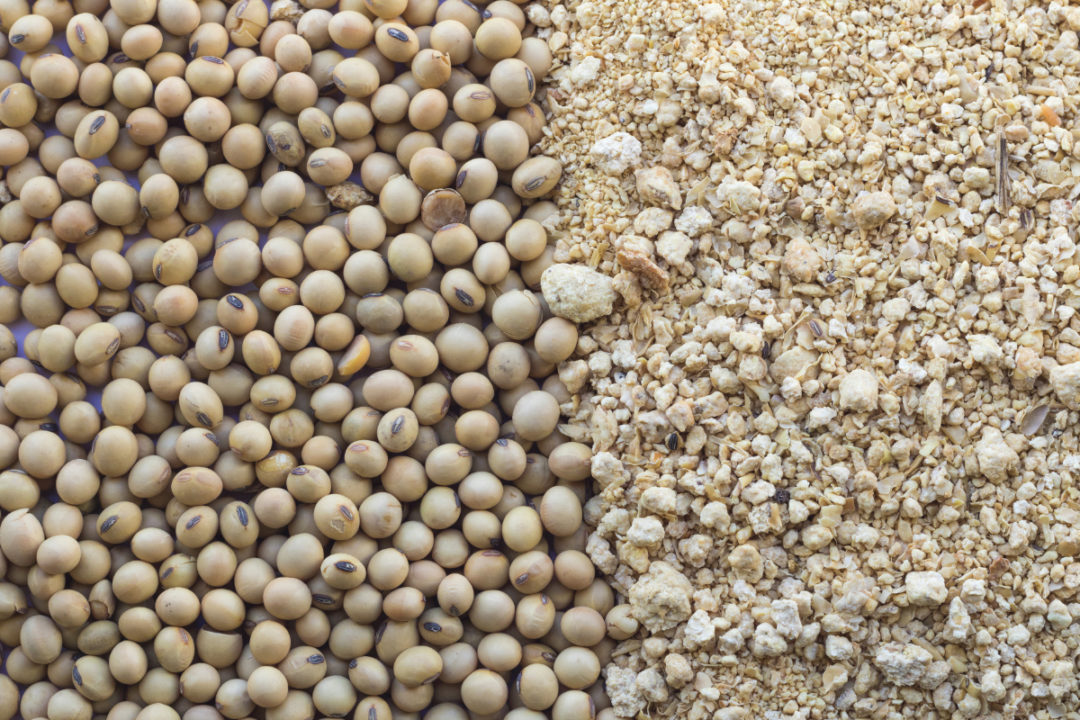 Is organic soy bean a non GMO?