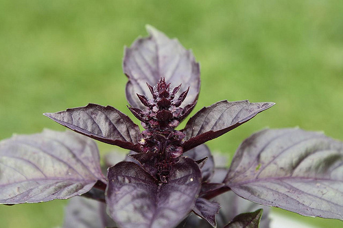 Is ornamental basil edible?