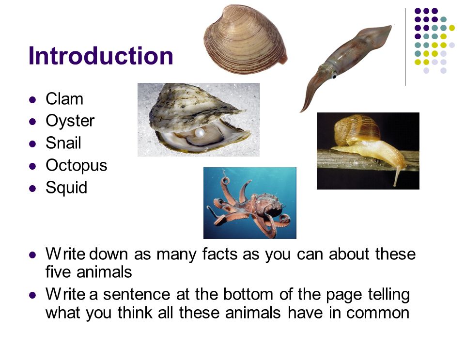 Is oyster and snail the same?