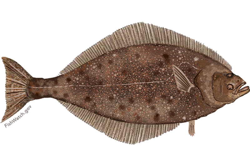 Is Pacific halibut endangered?