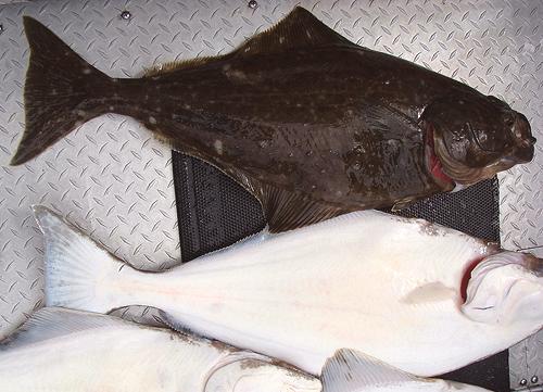 Is Pacific or Atlantic halibut better?