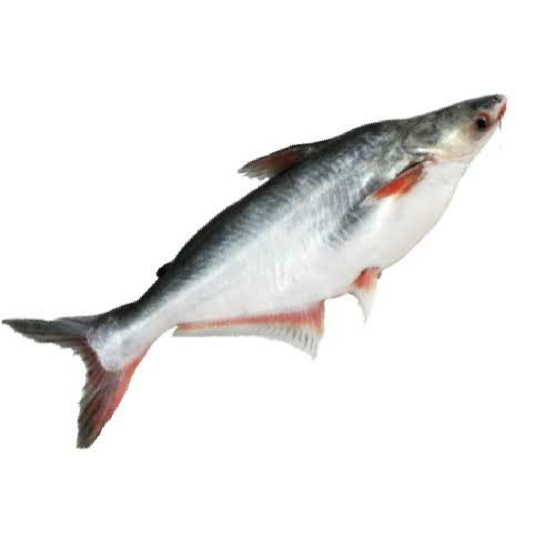 Is pangasius a good fish?