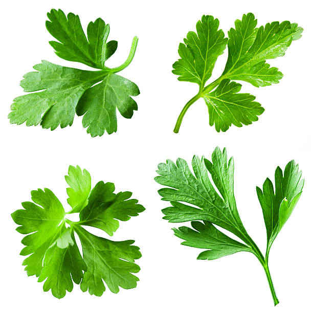 Is parsley a leaf?