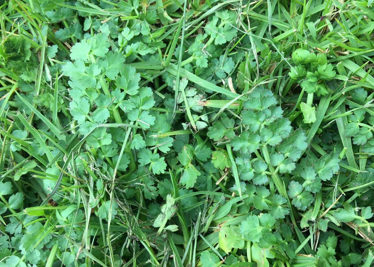 Is parsley Dropwort poisonous?