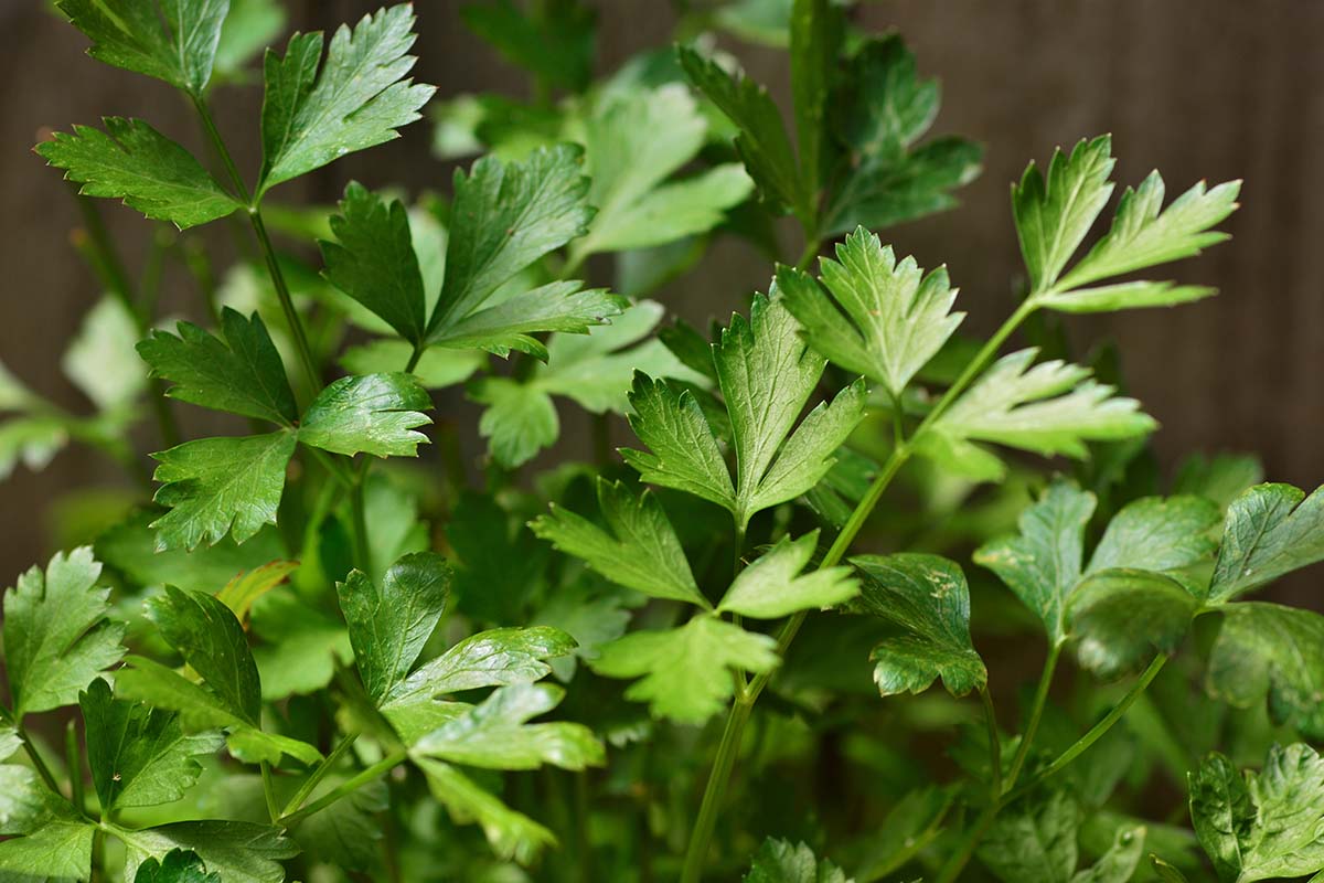 Is parsley hard to grow from seed?