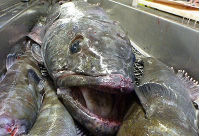 Is Patagonian toothfish healthy?