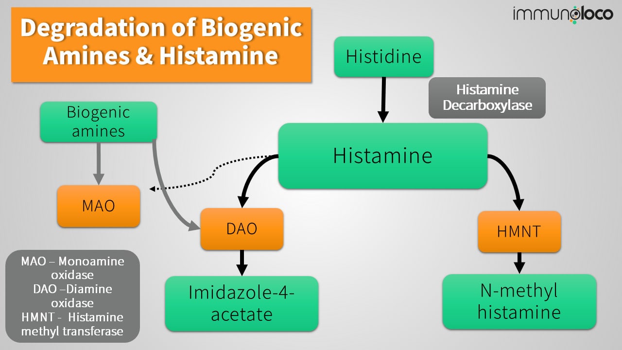 Is pea protein high histamine?