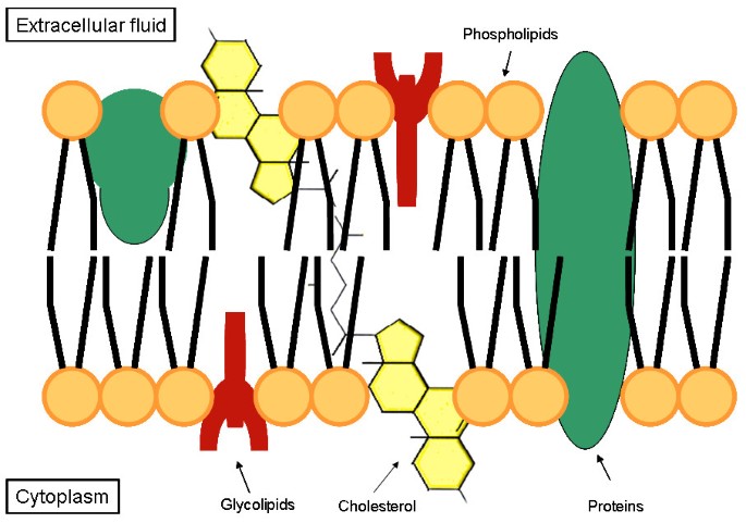 Is phospholipids bad for cholesterol?