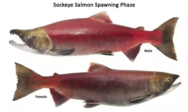 Is pink salmon as healthy as red salmon?