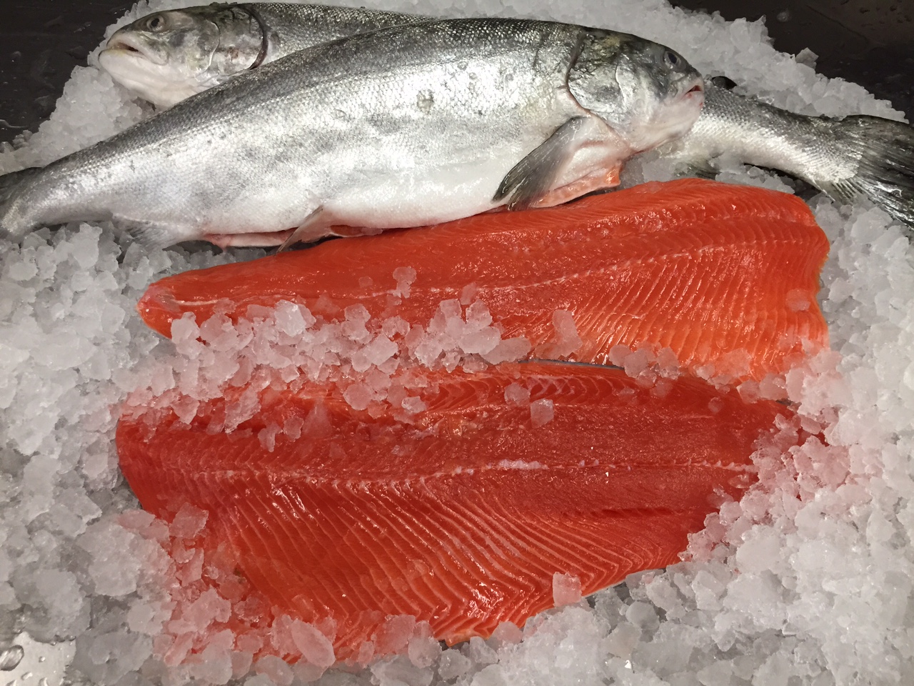 Is pink salmon really salmon?