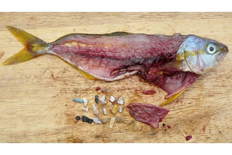 Is plastic toxic to fish?