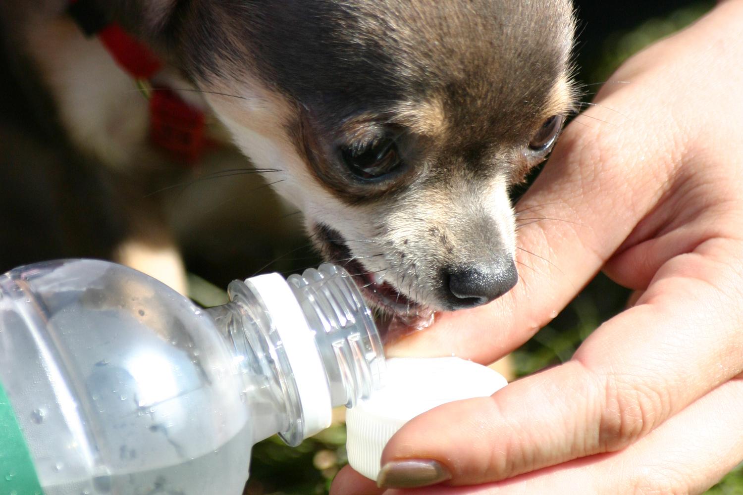 Is Point State park dog friendly?