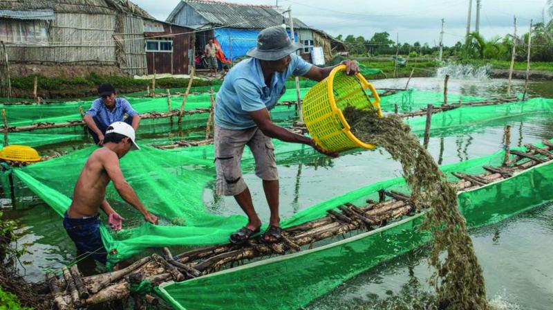 Is prawn farming profitable in India?