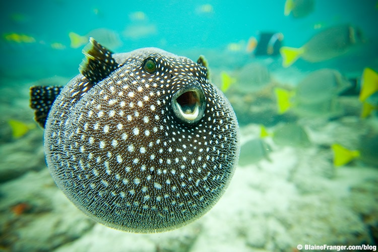 Is pufferfish poisoning permanent?