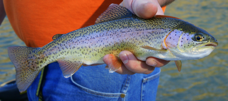Is rainbow trout a state fish?