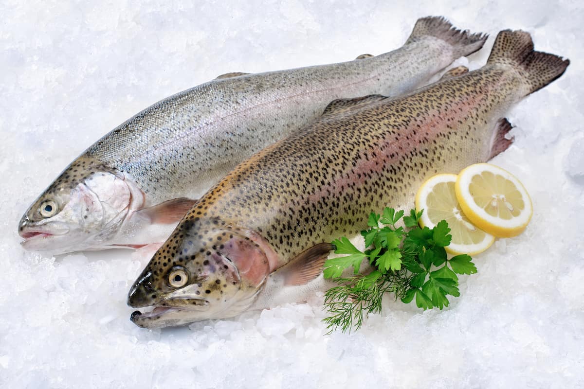 Is rainbow trout a strong tasting fish?