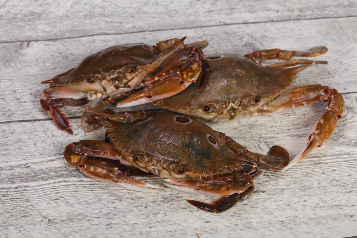 Is raw crab good for you?