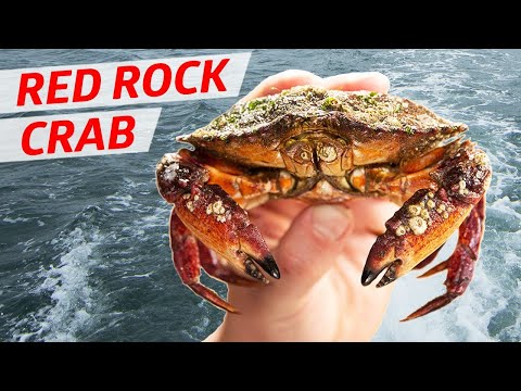 Is red rock crab poisonous?