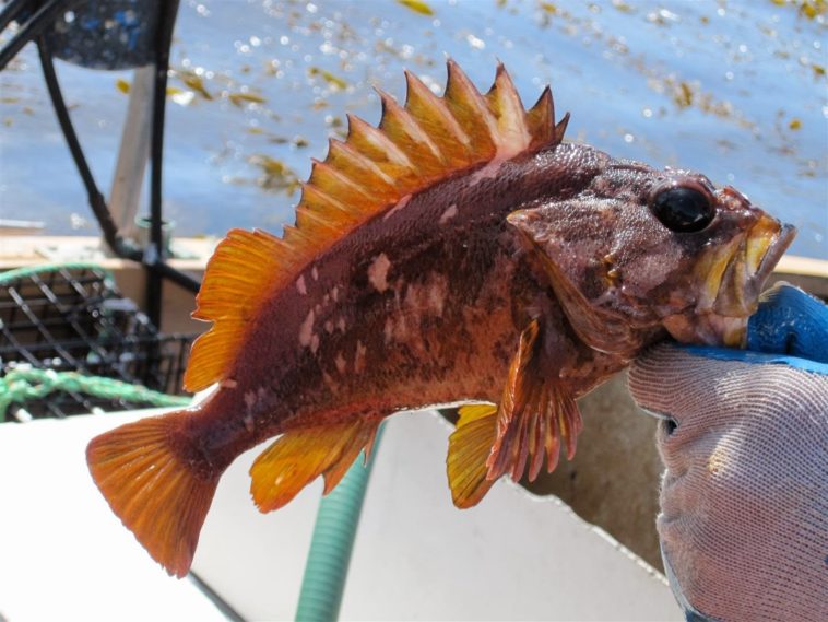 Is rockfish better than tilapia?